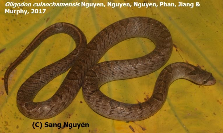 Species New to Science: [Herpetology • 2017] Oligodon culaochamensis ...