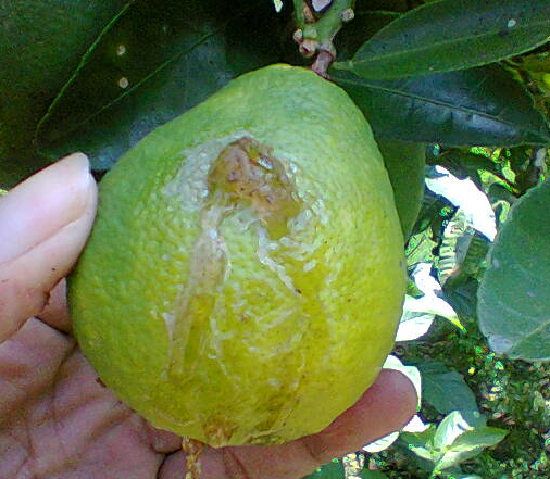 HAMA DAN PENYAKIT PADA TANAMAN JERUK SUNKIST - Landasan Petani