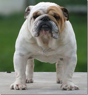 LOS PERROS MAS FINOS Y RAROS, PERO A LA VEZ HERMOSOS DEL MUNDO