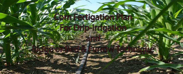 Corn Fertigation Plan & Schedule