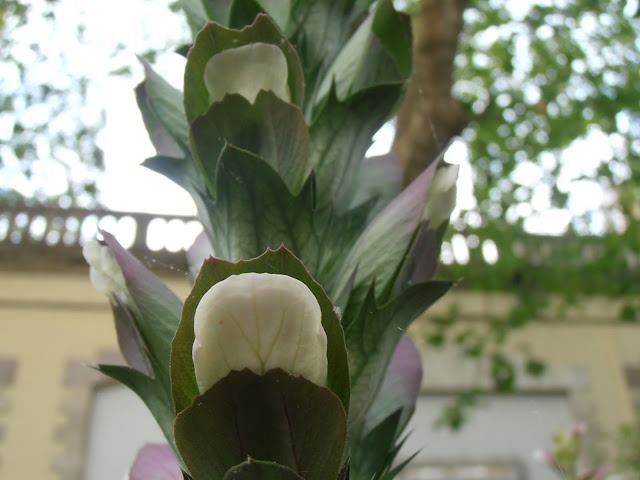 ACANTO: Acanthus mollis | Plantas rioMoros