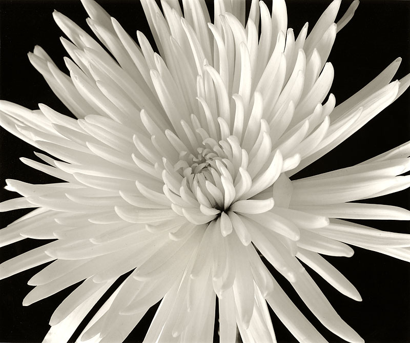 Flowers: Chrysanthemum (fuji mum)
