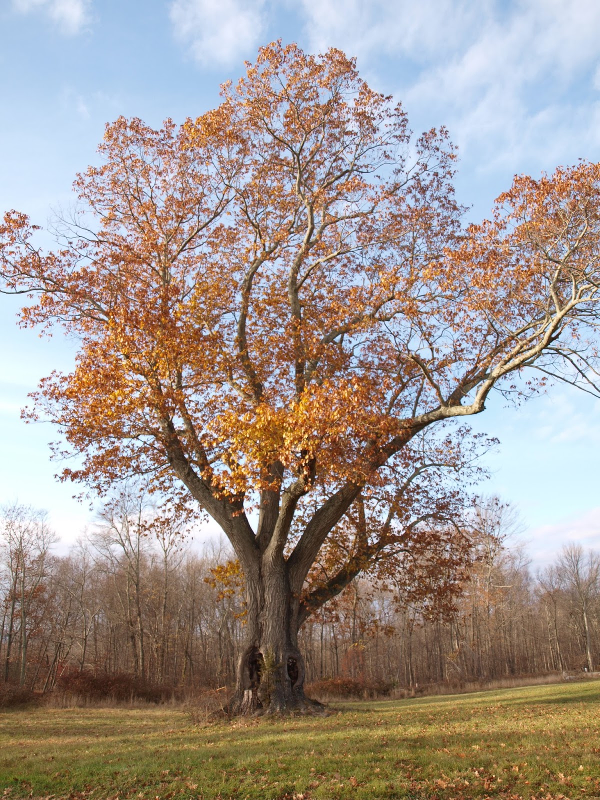 A Life Inspired by Nature: January 2015