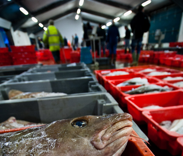 Through the Gaps! - Newlyn Fishing News: Cefas - Setting the record ...
