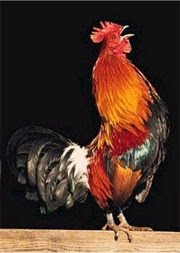 TIERRA DE LEYENDAS: El canto del gallo