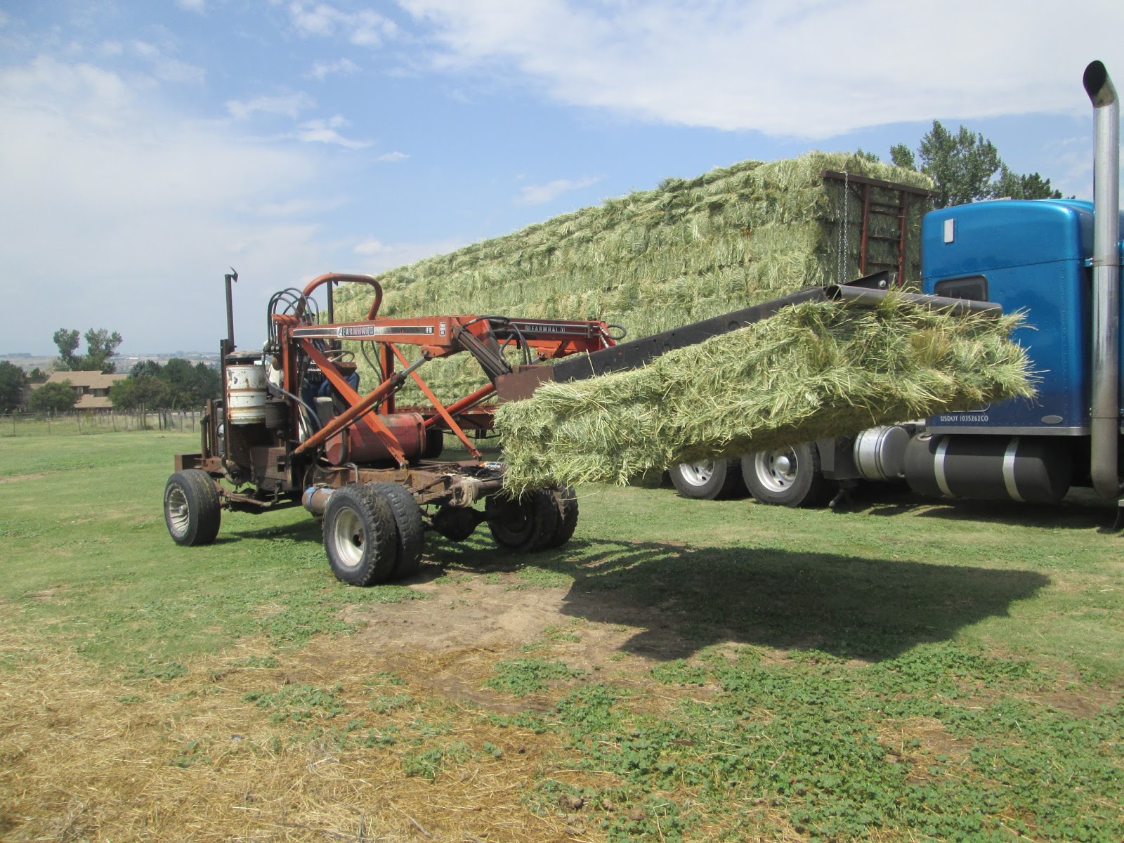 Animal Antics - Fun with Rescued Animals: Hay Delivery