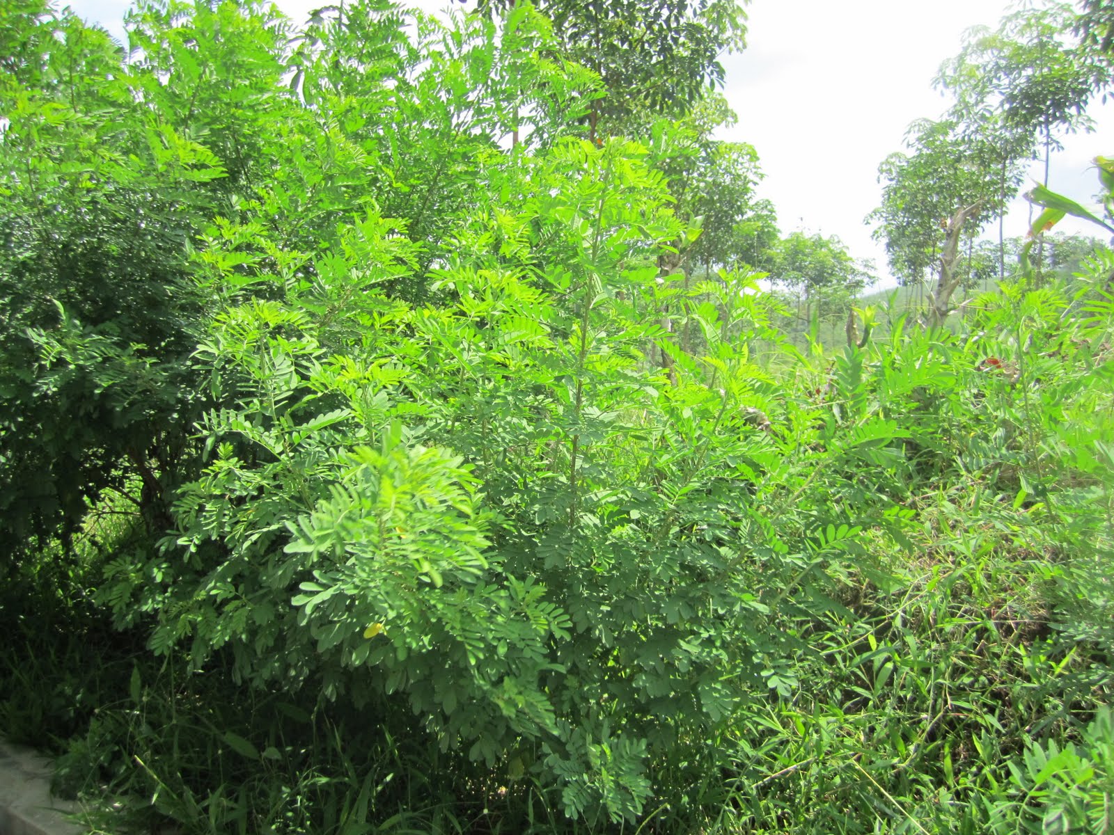 Indigo Pewarna Alam: budidaya indigo