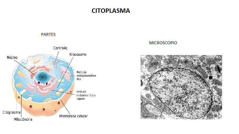 ORGANELAS: citoplasma- estructura y función