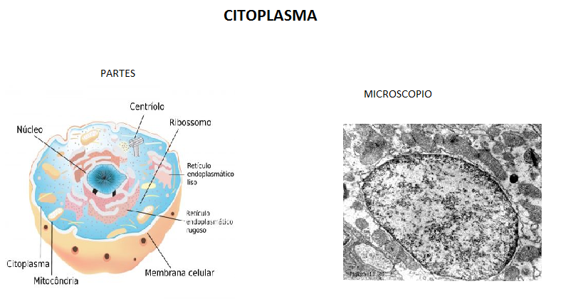 ORGANELAS: citoplasma- estructura y función