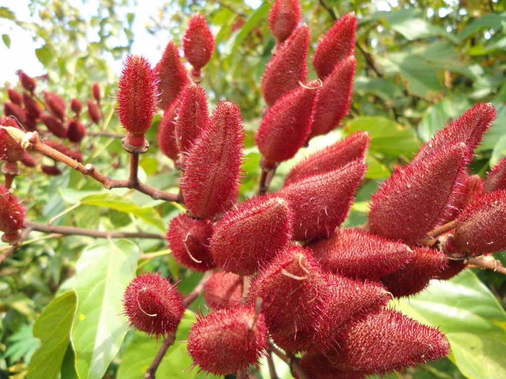 Hola, Sopetrán.: El achiote, un condimento de origen americano,