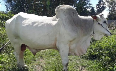 Jenis Penyakit Yang Menyerang Ternak Sapi - PENYULUH