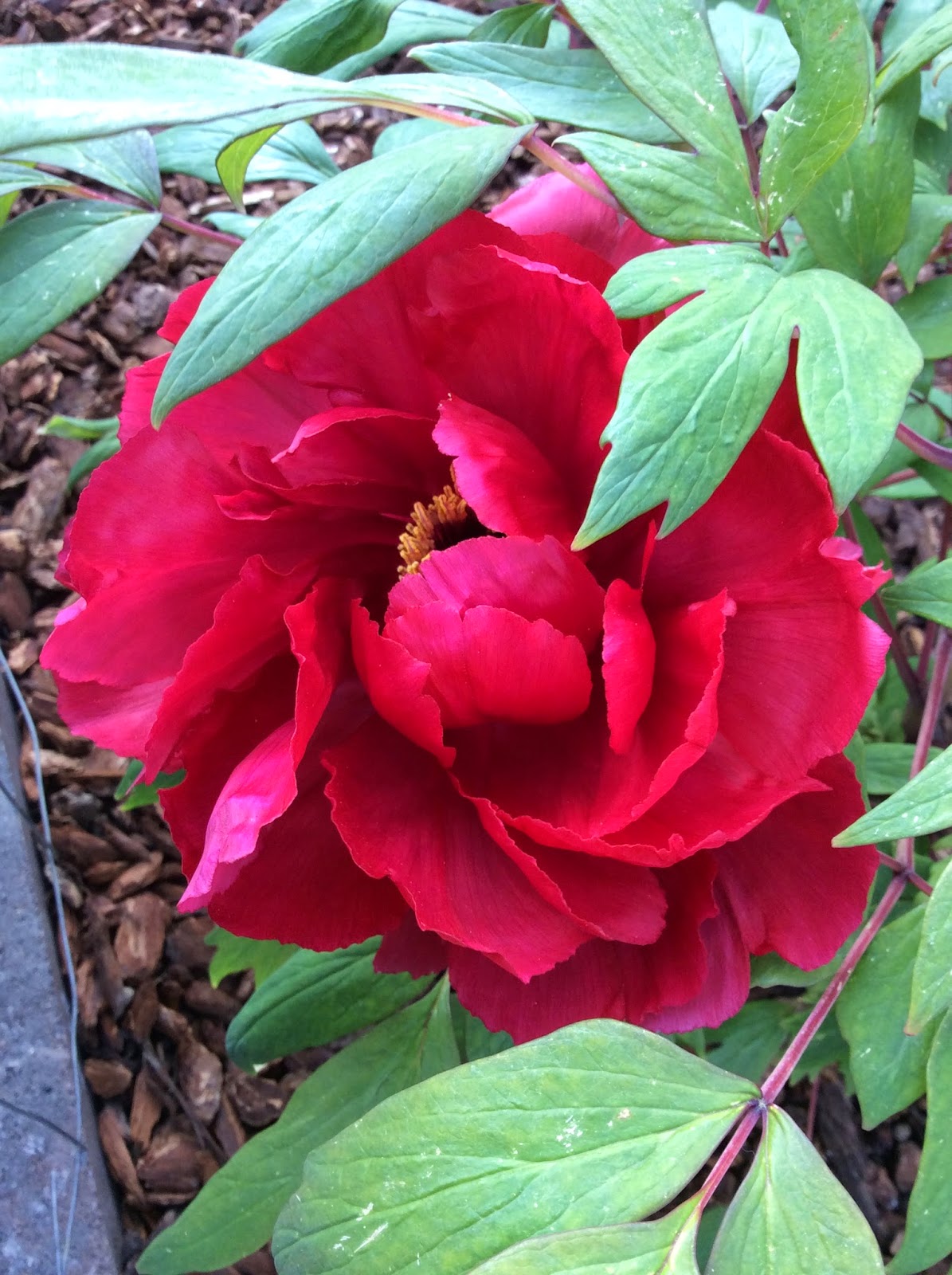 The Lents Farmer: Enchanting Peonies