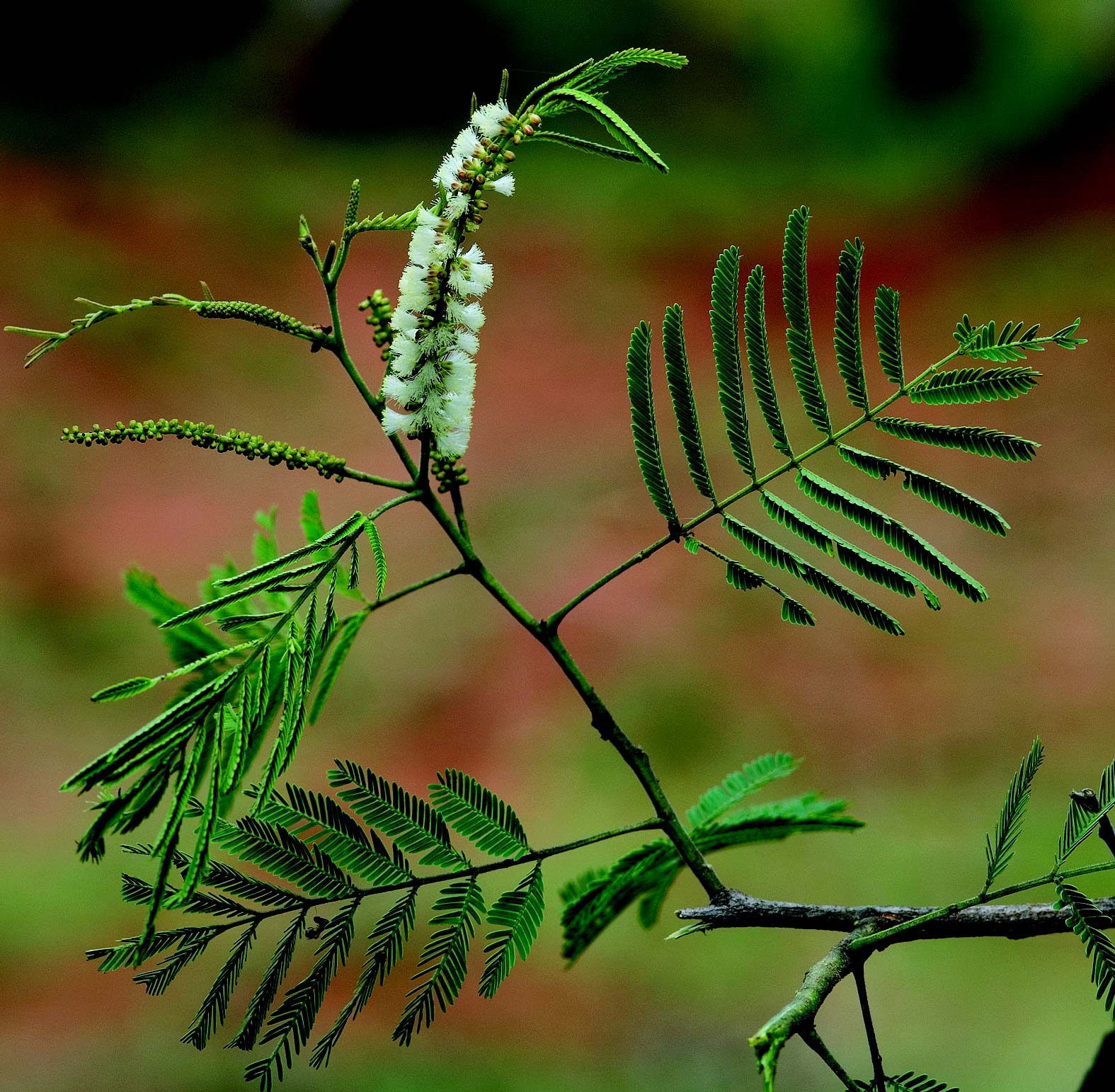 කිහිරි (Acacia chundra) ~ අපේ ඔසුපැළ Medicinal Plants of Sri Lanka