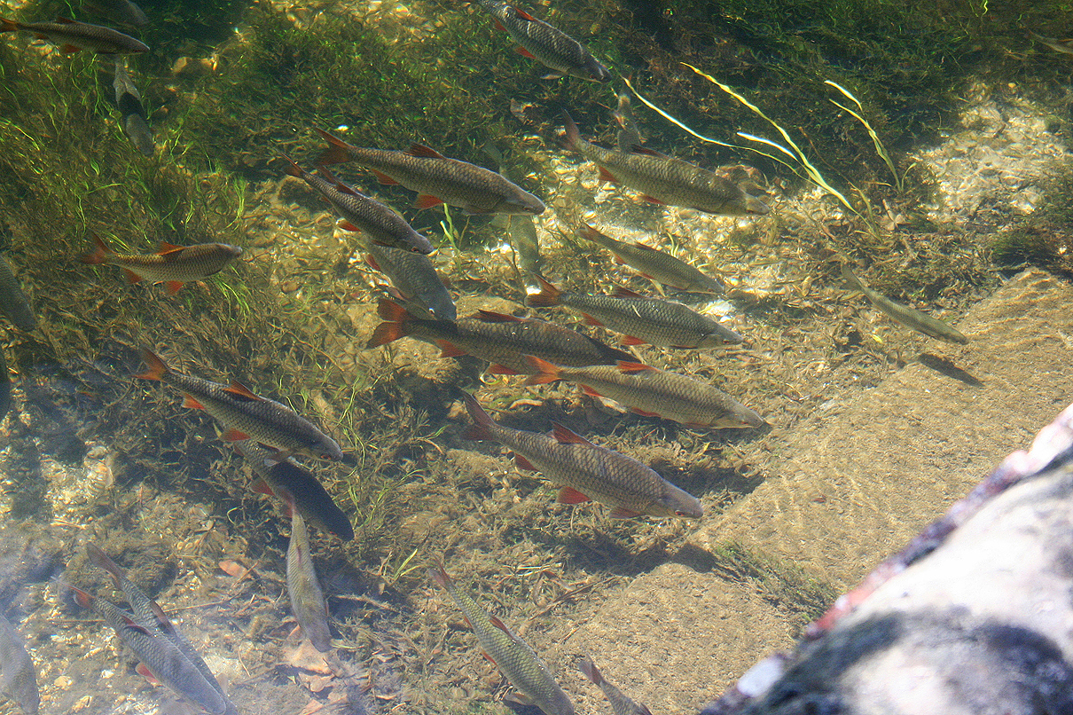 Avon Roach Project: 2020