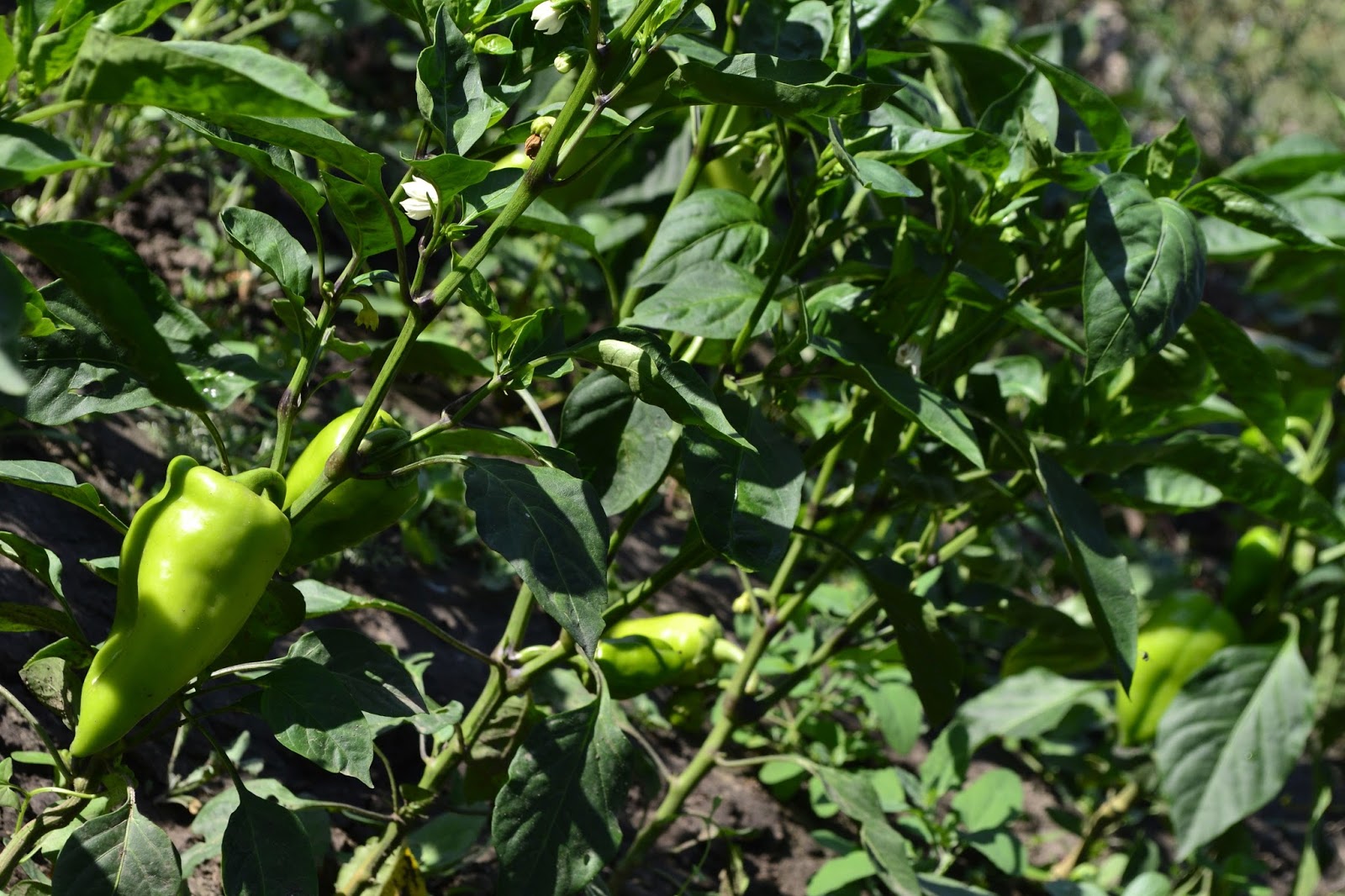 cele patru anotimpuri: Ardei