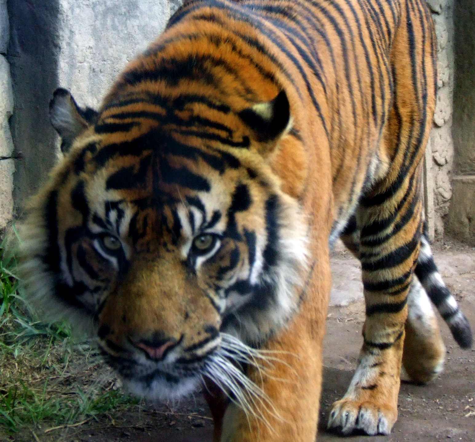 Picture Zoo: Animals World