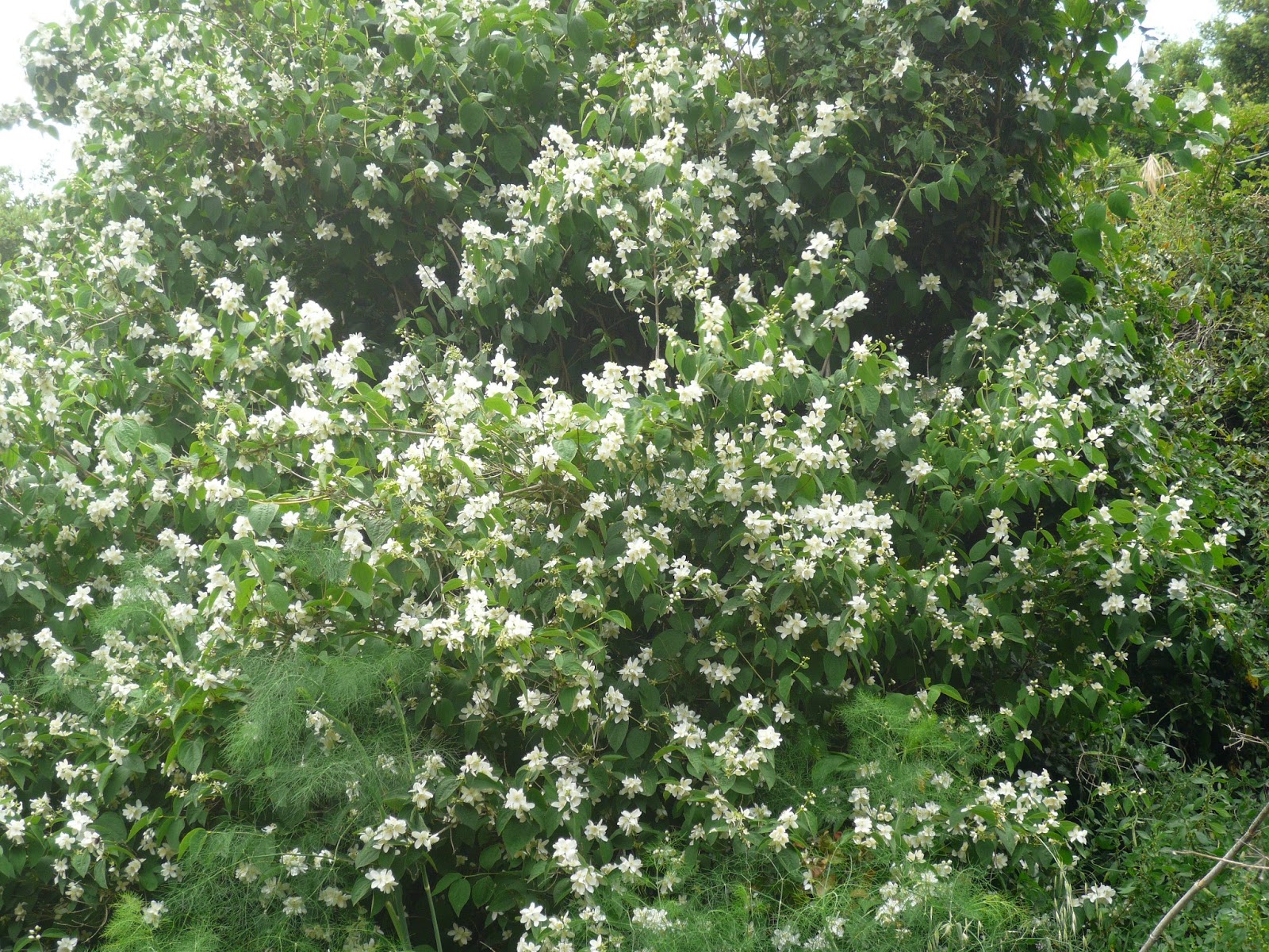 giardini in gallura: Filadelfo