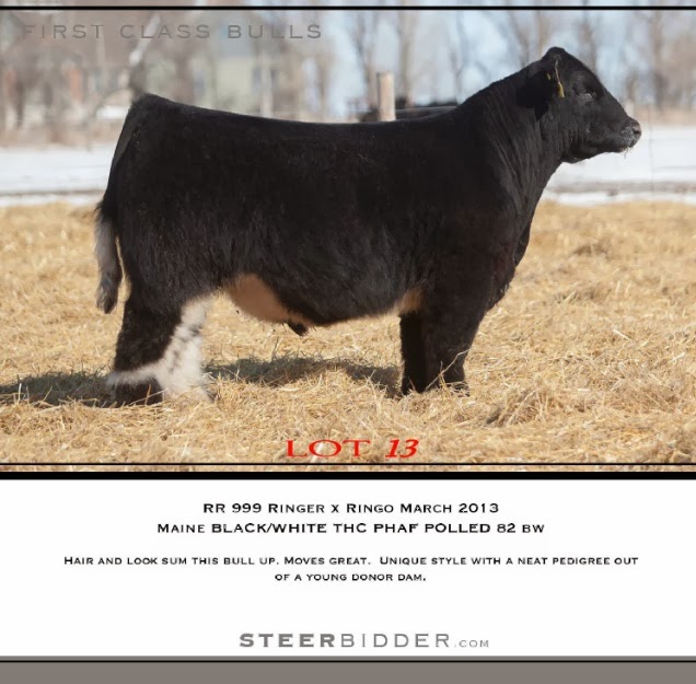 DIAMOND G CATTLE CO.: First Class Bull Sale - Top Club Calf Prospects