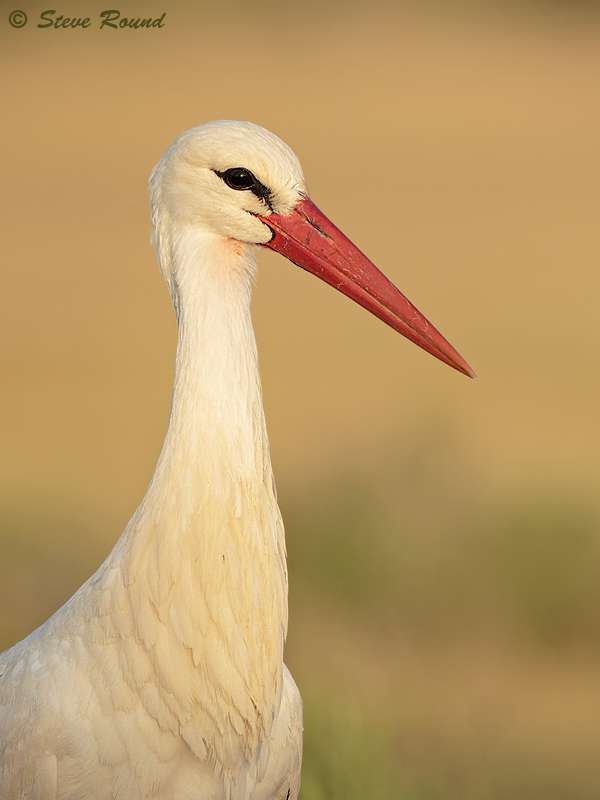 Steve Round Wildlife Photography: White Storks From Spain