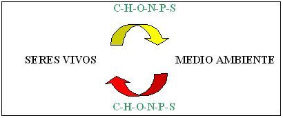 ECOLOGÍA GENERAL: Ciclos Biogeoquímicos