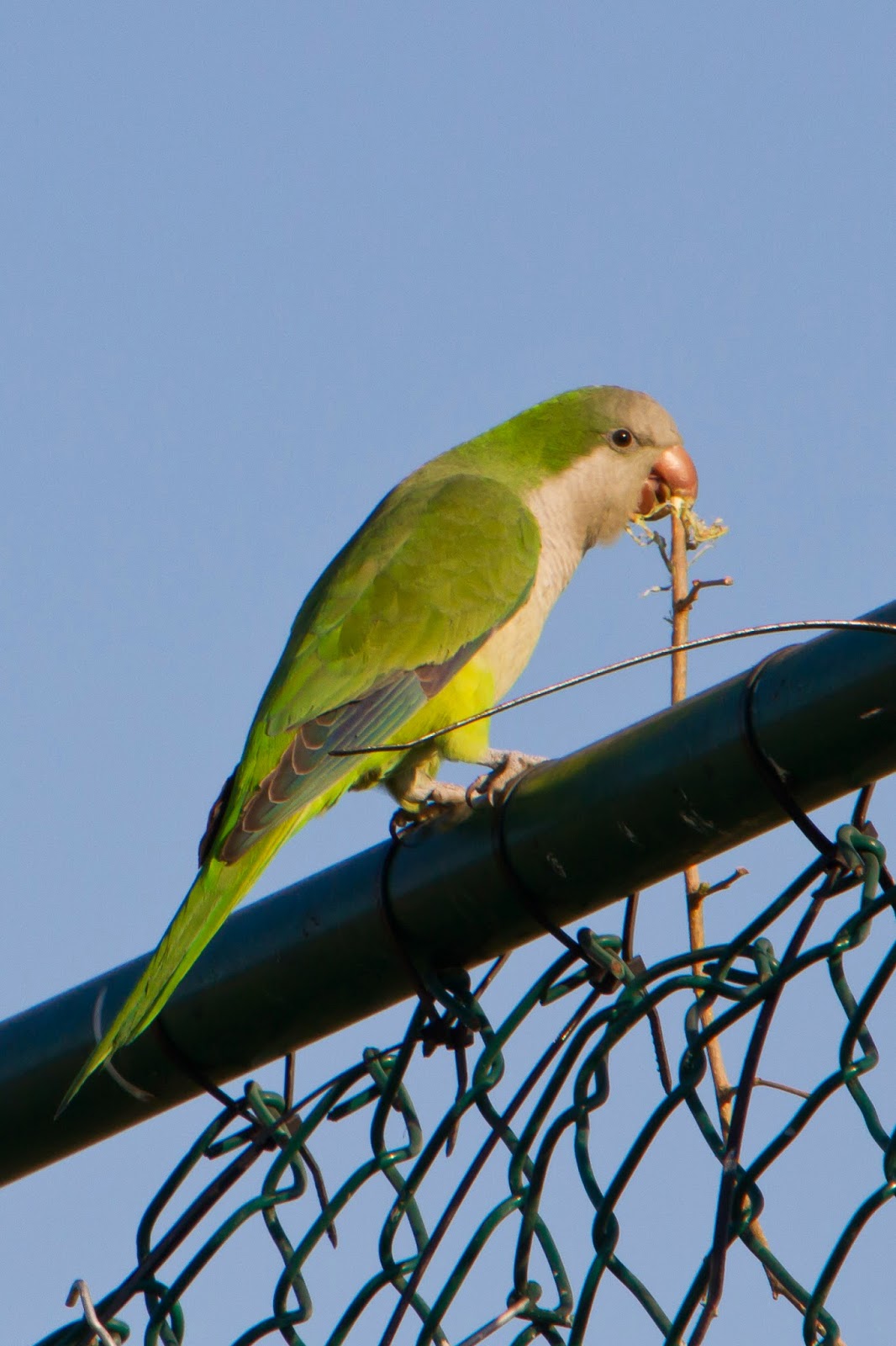 NatureWatch: A Plethora of Parakeets