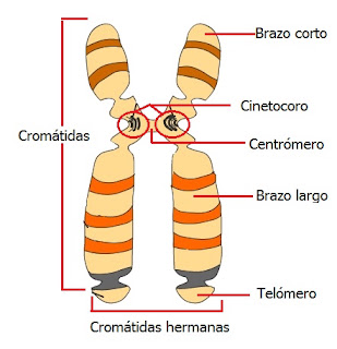 La Célula: Cromosomas, Estructura y Clasificación
