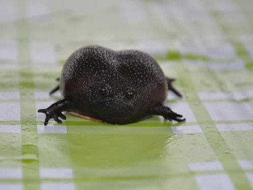 MyPhotoPics: Αφρικανικός βάτραχος