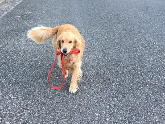 Running With Scissors...: Just for Fun Critter Friends