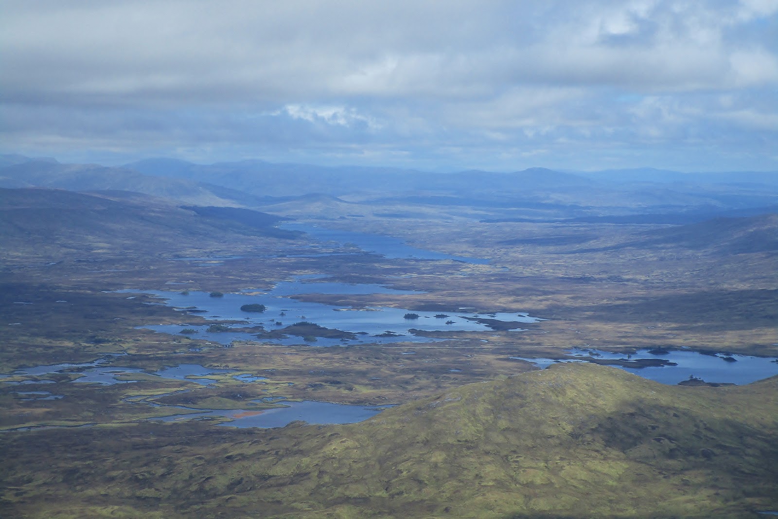 Big Gorse Bush: May 2019