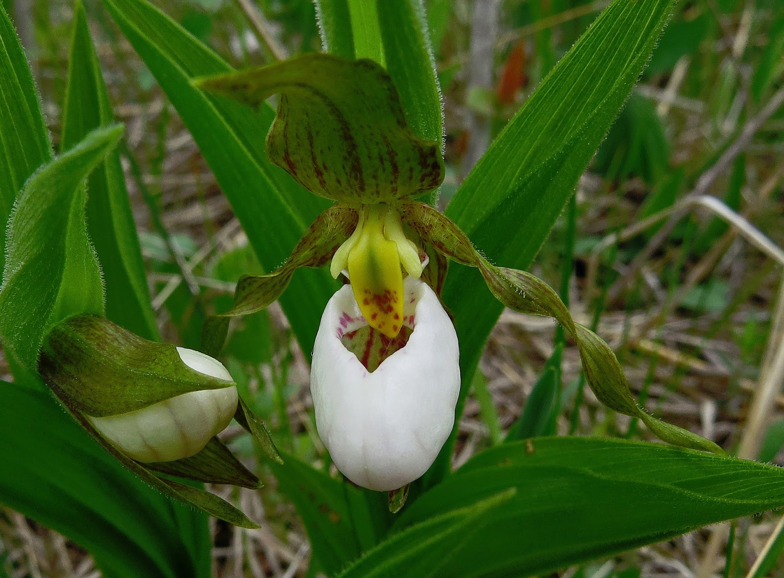 Around the Bend: Ohio Orchids 3