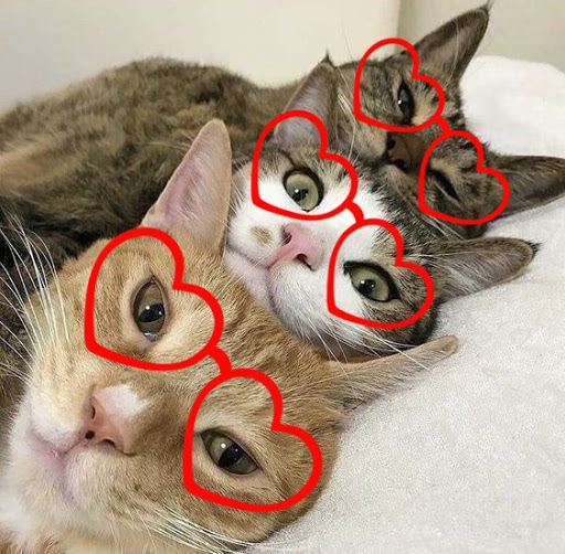 ANIMALS TIME : Cat edited time (hora del gato editado) Gallery 3