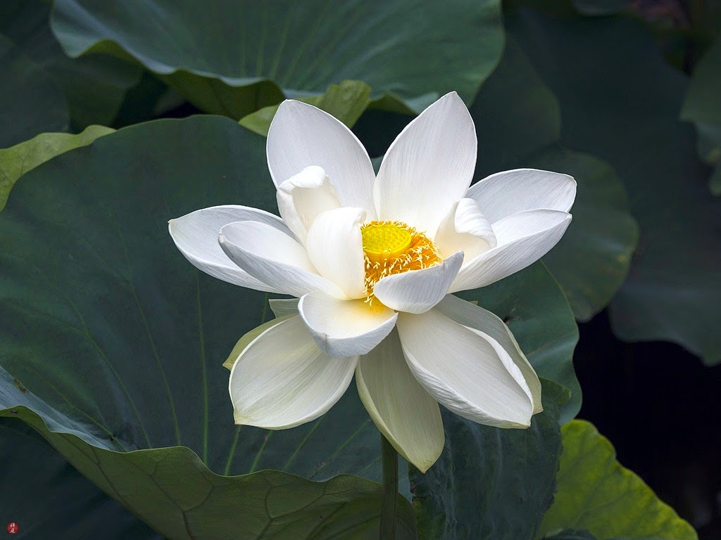 FROM THE GARDEN OF ZEN: 2014