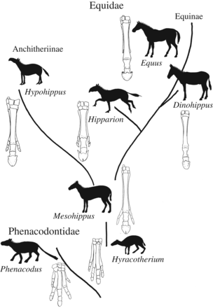 Desafiando a Nomenklatura Científica: Paleontólogos propõem nova teoria ...