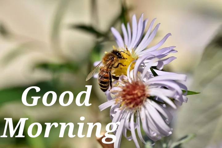 Top 10 Good Morning Images greating Pictures,Photos for Whatsapp ...