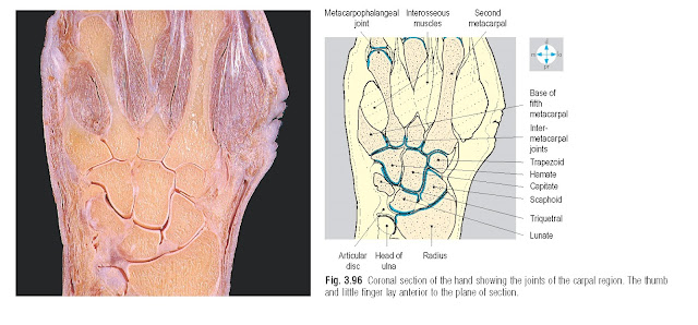 Joints of Carpus Anatomy - pediagenosis