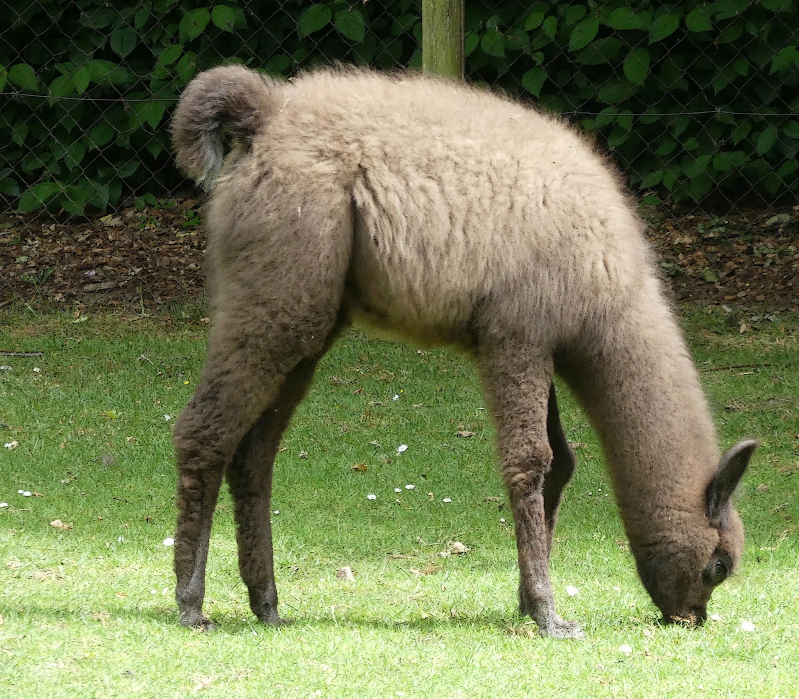 joachimartist: slow tour on a fuzzy day