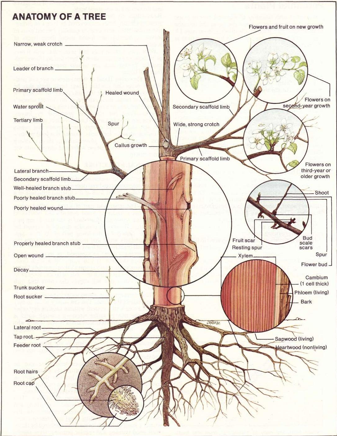 A Day at Garden : Simple Gardening Tips, Tutorial, Jurnal with Pic ...