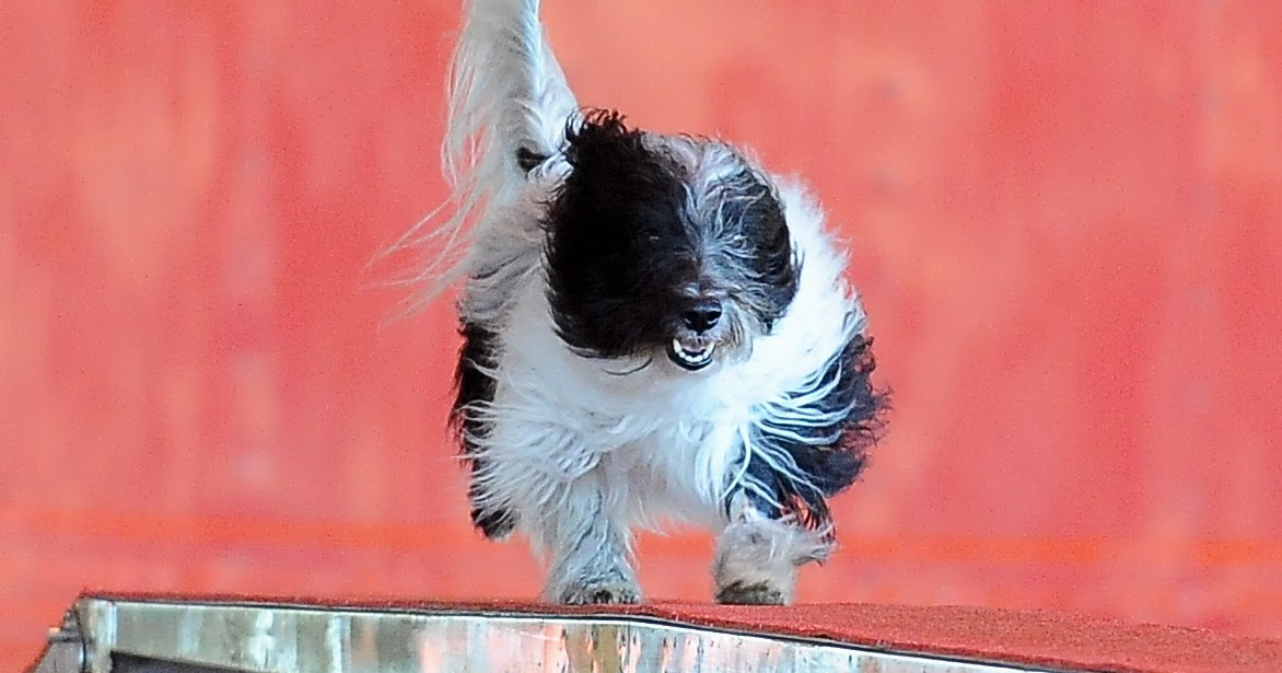 To Dog With Love: Dog Agility Blog Action Day: Hav'n Some Fun With ...