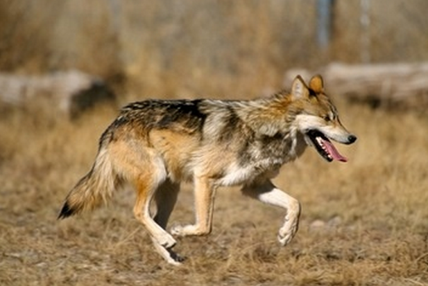 STOP WOLF HUNTS: NEW MEXICO WOLVES ~ UTAH WOLVES