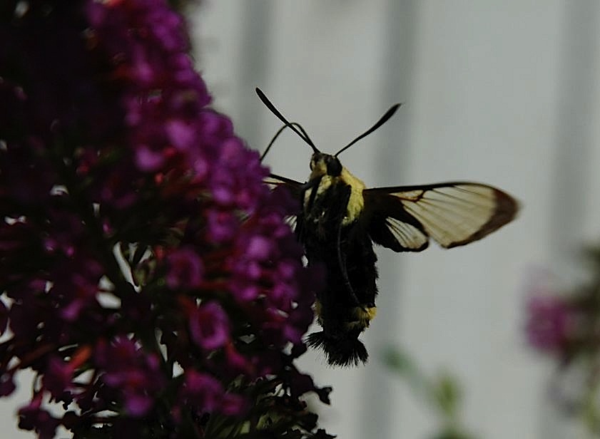 Field Biology in Southeastern Ohio: Sphinx Moths & Prominent Moths