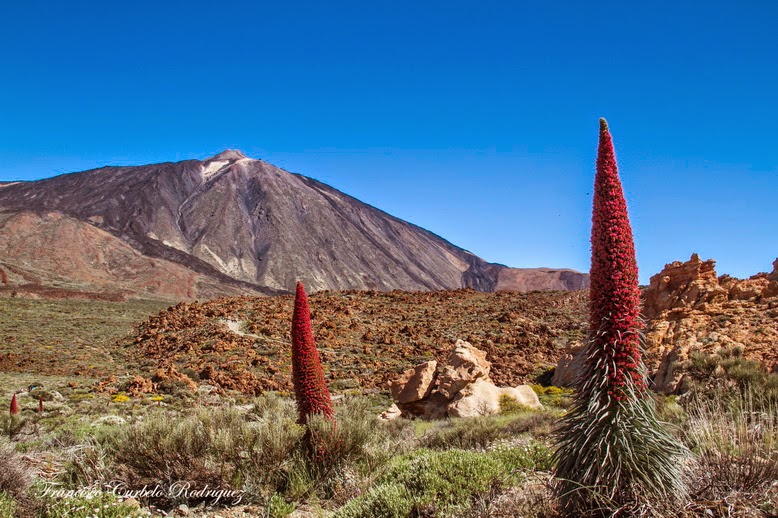 EL RINCÓN FOTOGRÁFICO DE FRANCISCO CURBELO: TAJINASTE ROJO EN FLOR. LAS ...