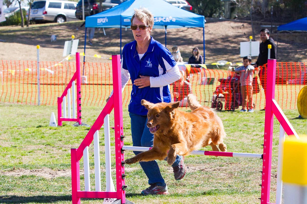 Pawsitive Steps - Mind Doggy and Spirit Festival - September 29 ...