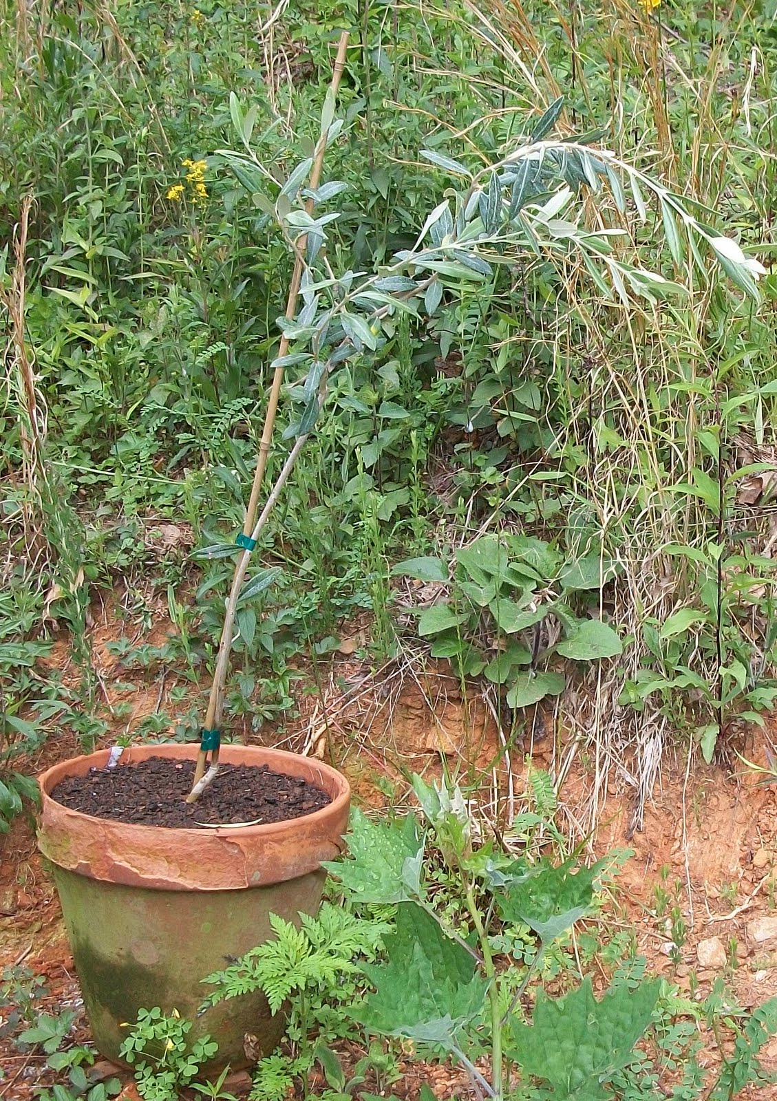 The ComPost Files : Long Live, O' Live, Olive