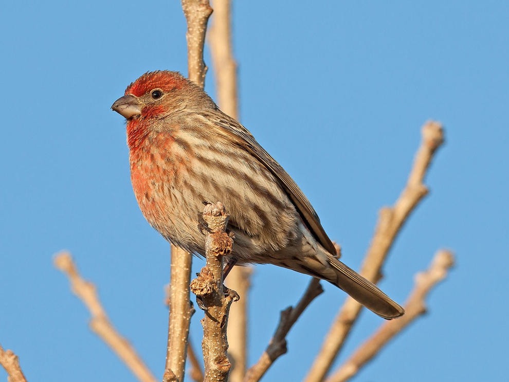 HOUSE FINCH