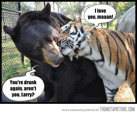 My Crazy Email: Funny Tiger Pictures