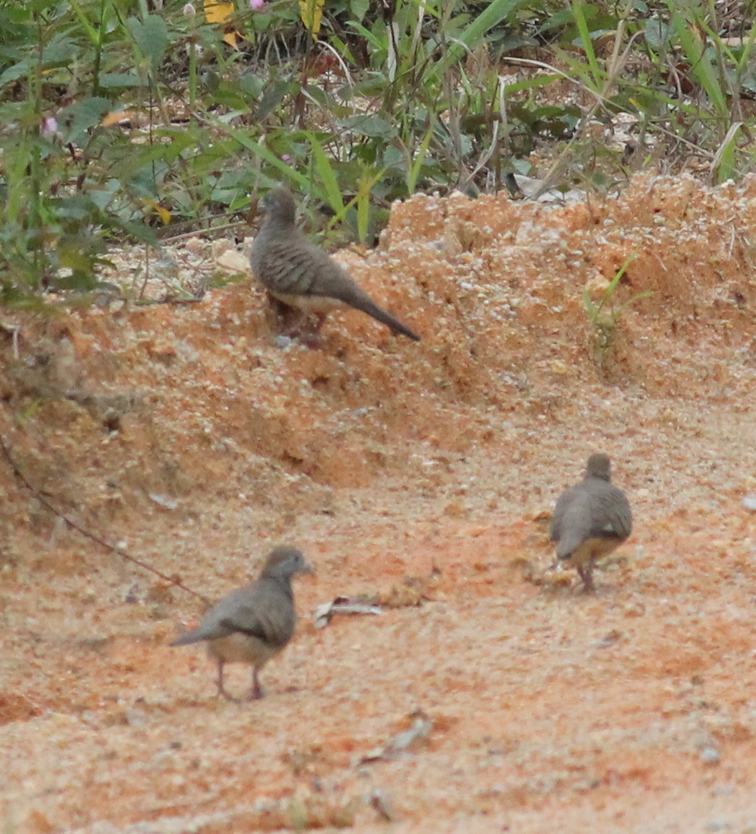 Ron-Nature-Adventures: An Afternoon Birding at Sungai Lepoh, Ulu Langat