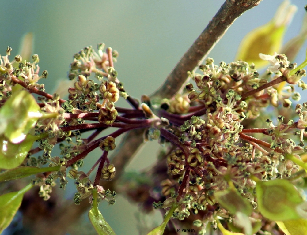 Gifting Trees...: The Complete Elm!