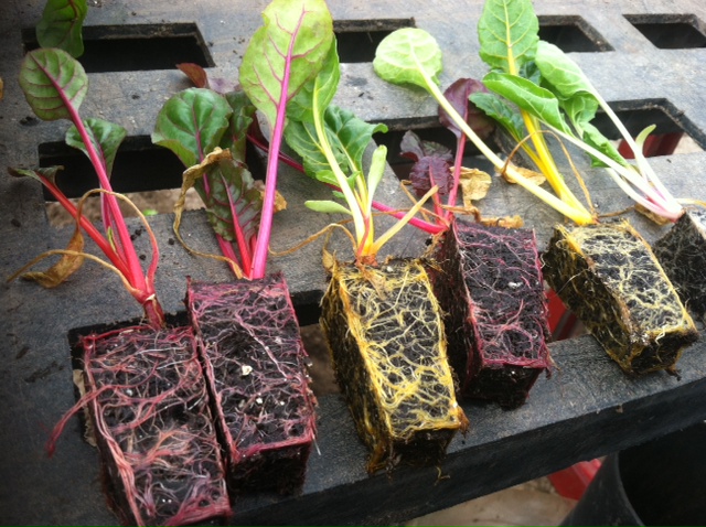 Food and Farming in the Midwest