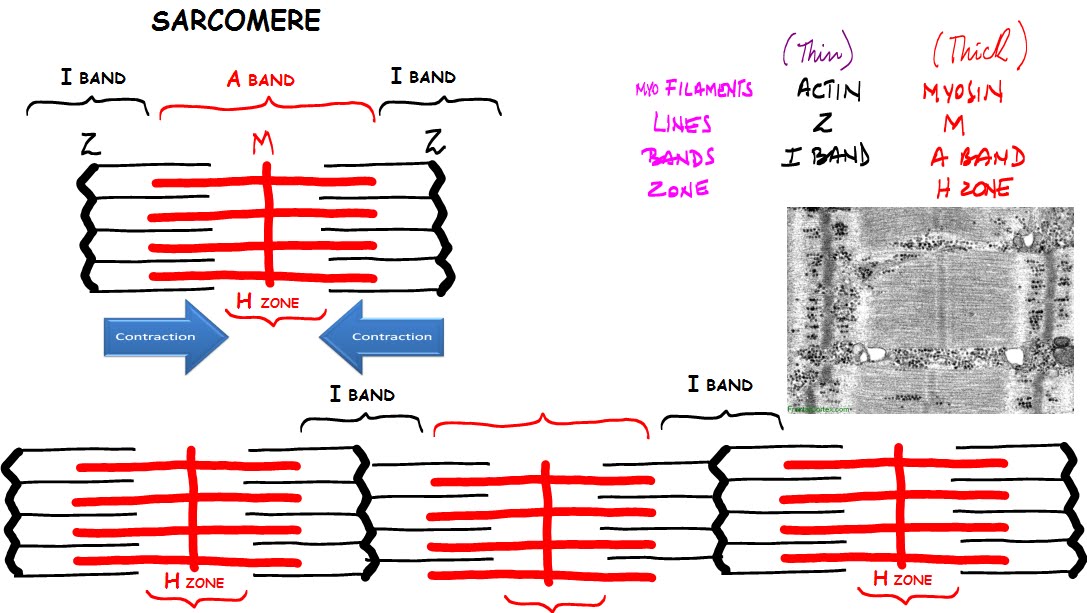 Quike & Vivi's World: Sarcomere