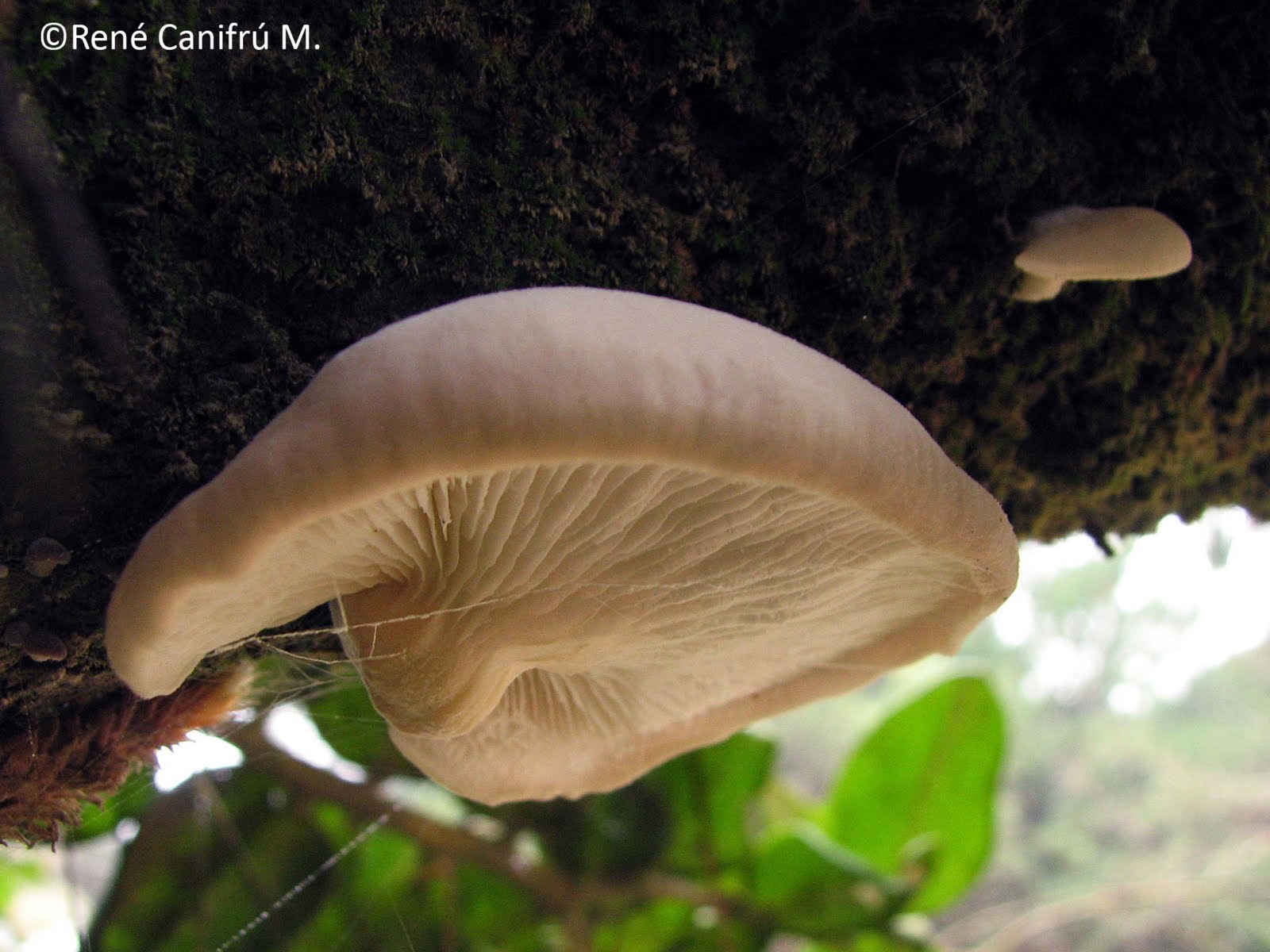 Hongos: Pleurotus ostreatus